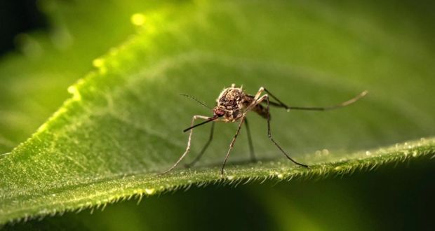 Chikungunya : Deux nouveaux cas confirmés, plusieurs zones à risque