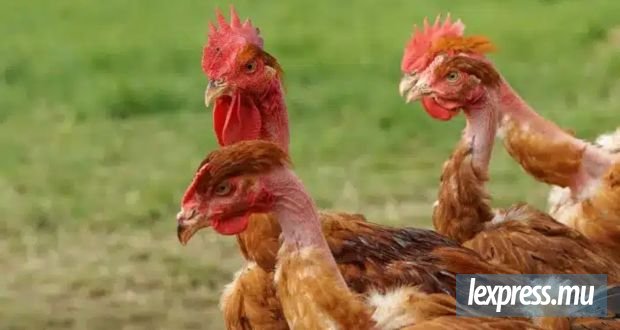 Competition Commission : Un an d’étude sur la filière volaille