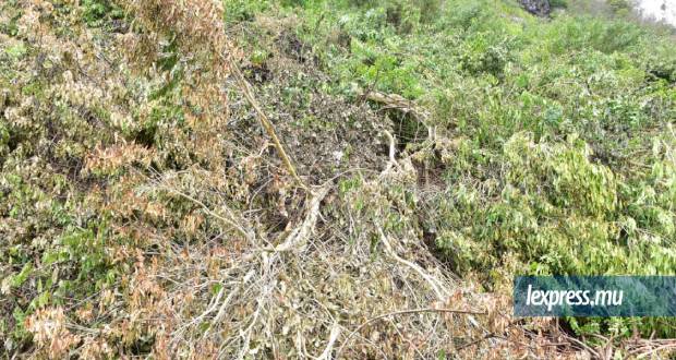 Colline Candos: des travaux de nivellement sur le flanc stoppés «in ...
