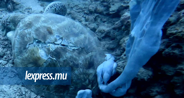 Mahébourg : Une tortue de mer tuée à Trou-Moutou