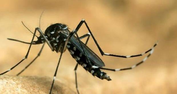 Lutte contre les moustiques : Chikungunya et dengue : Piqûre de rappel ...